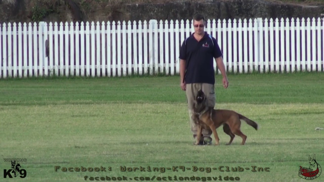 2016 - Working K9 Club Inc. November Trial - YouTube