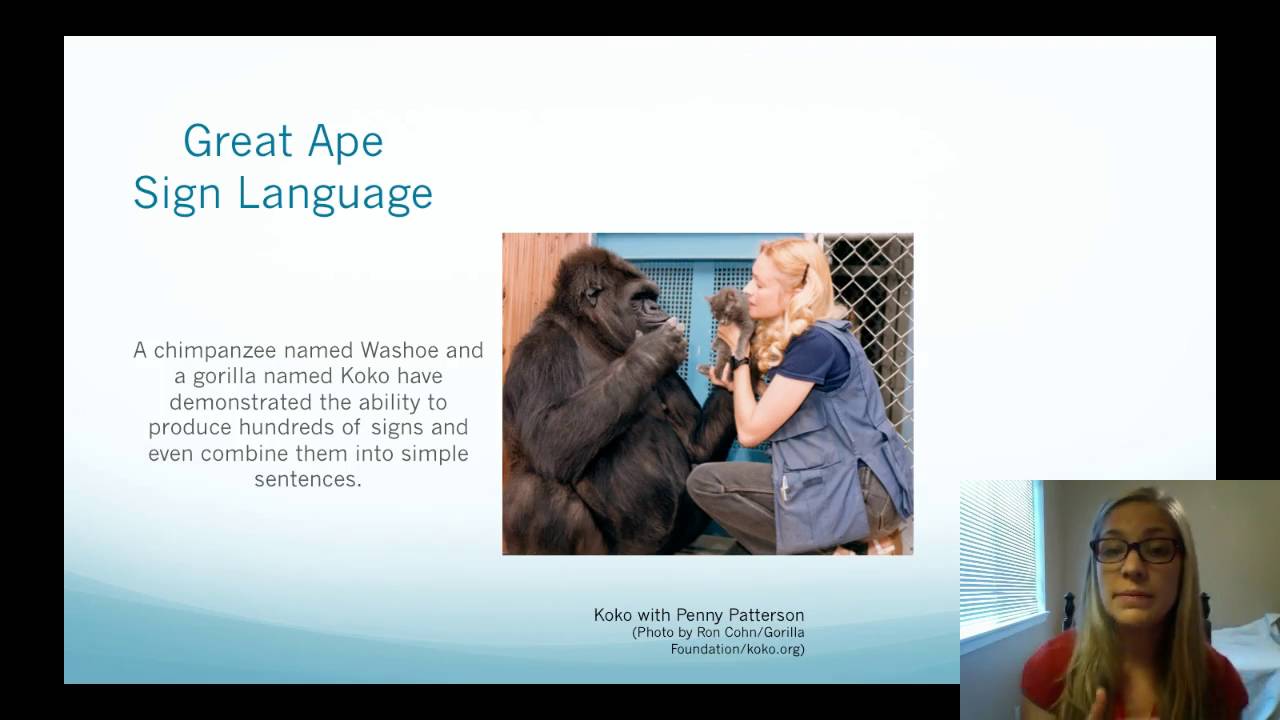 Great Ape Sign Language - YouTube