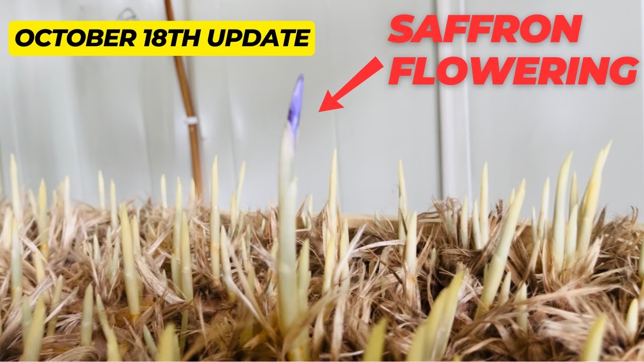 Oct 18 Saffron Farming UPDATE..!! - Indoor Saffron Farming - Grow ...