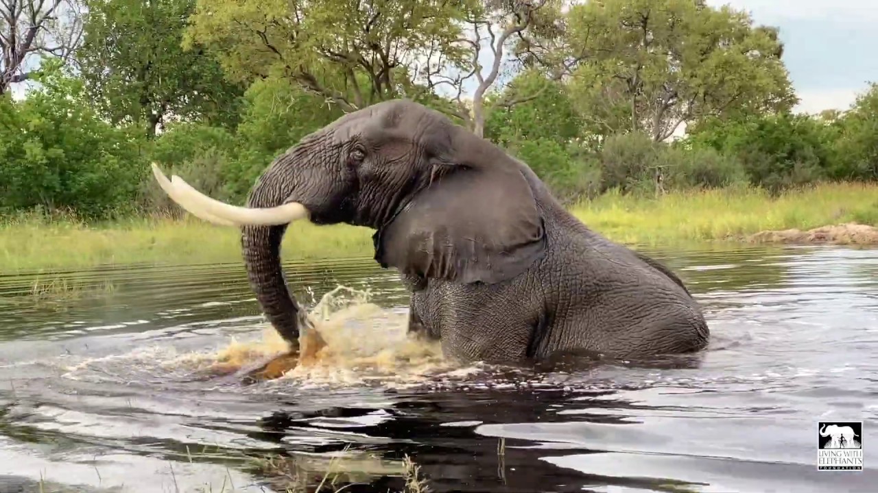Jabu enjoying a late afternoon swim | Living With Elephants Foundation ...