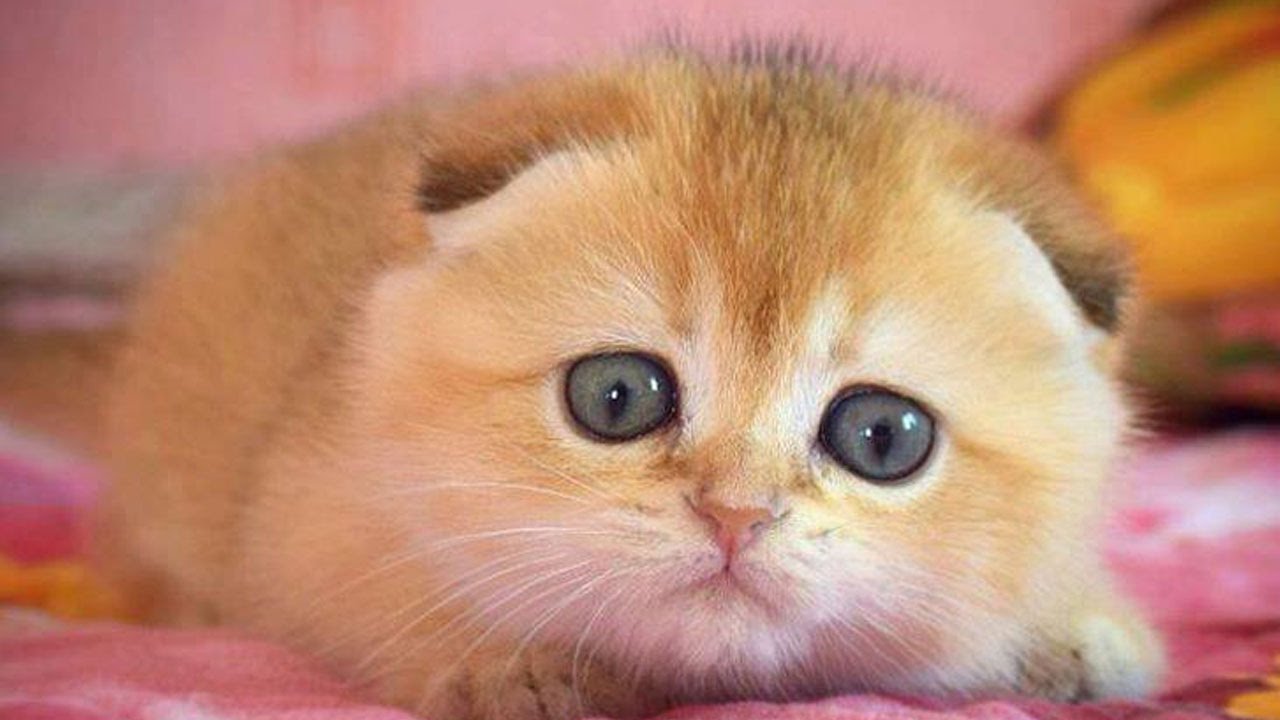 The Animal Vines / Aaron's Animals / Funny Cat Animals Compilation 2017 ...