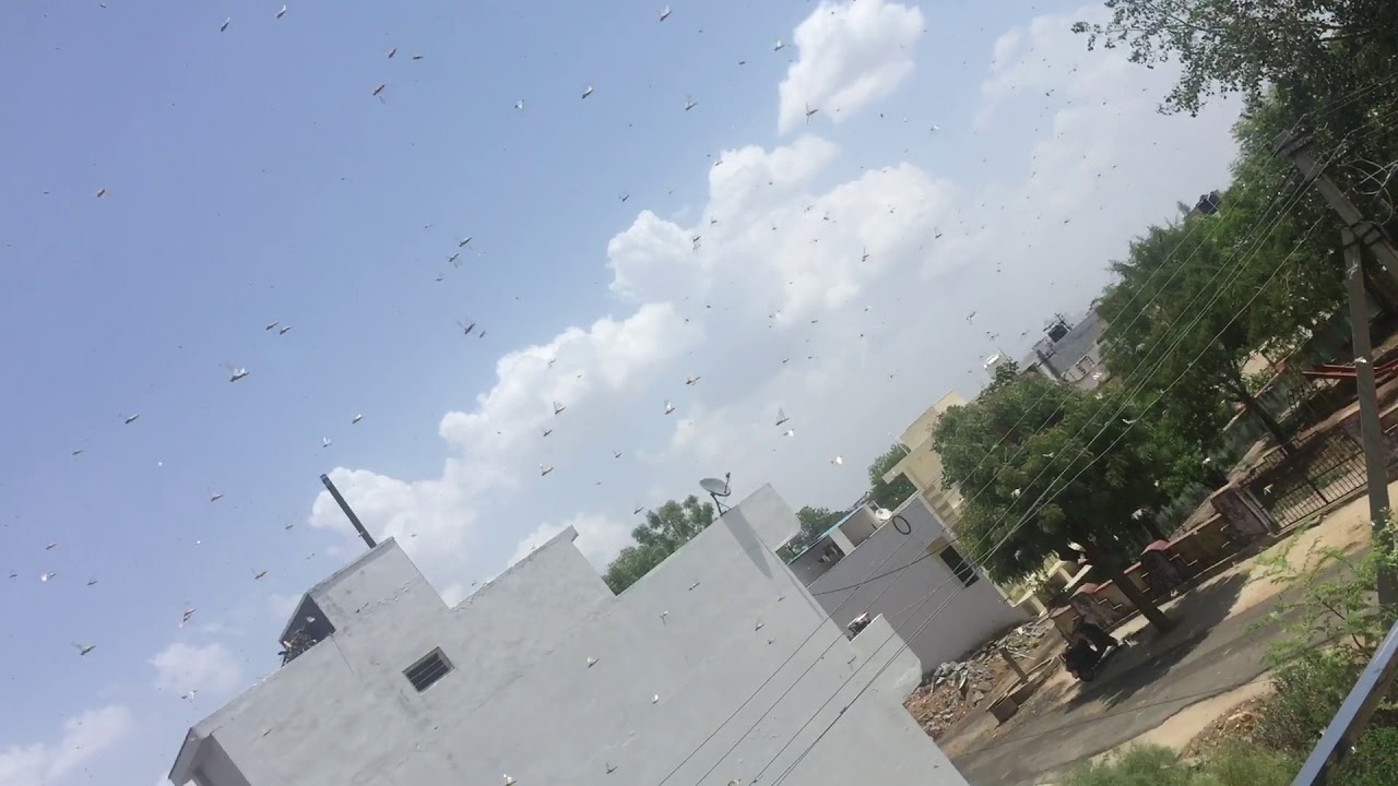 Tiddi attack on Rajasthan - YouTube