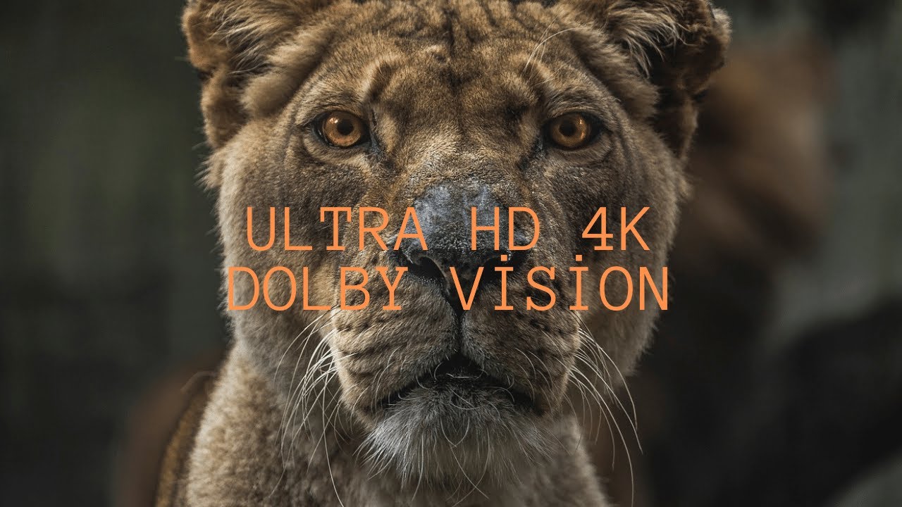 Serene Wild Lions in Africa - Relaxation 4K VİDEO ULTRA HD - YouTube