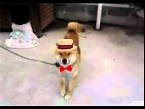 dancing doggo - YouTube