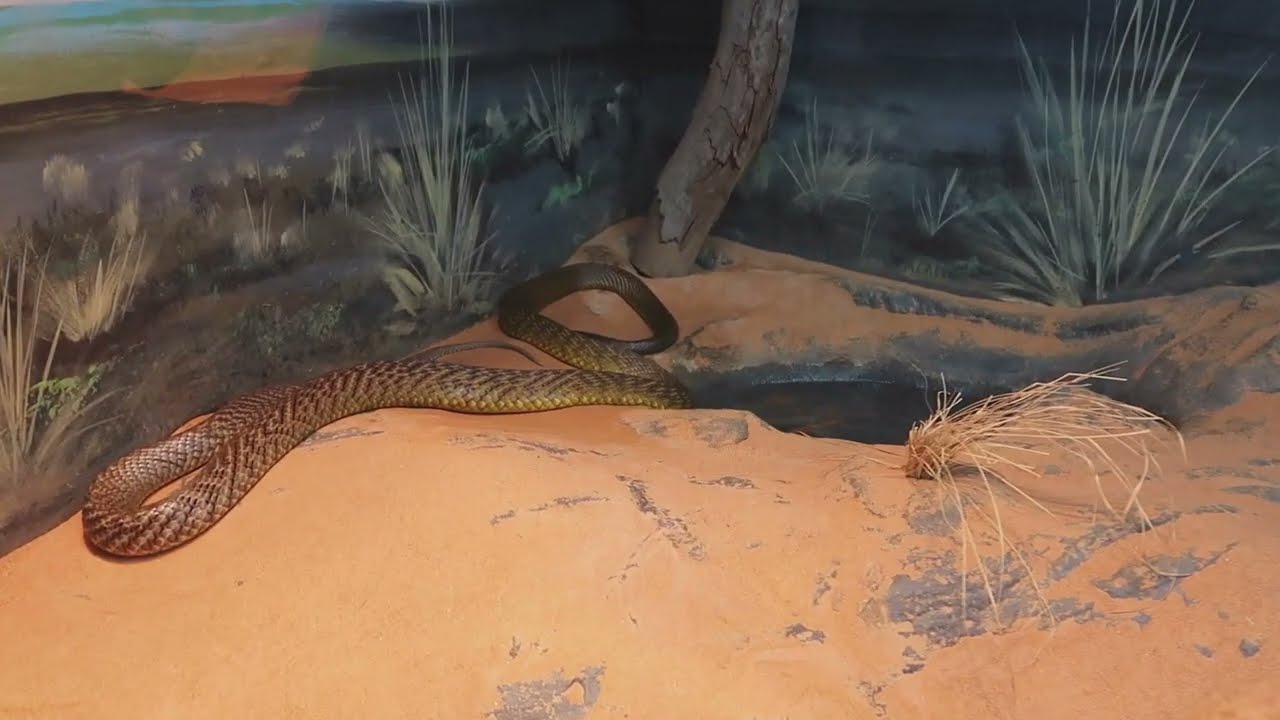 AUSSIE ZOO - House of Pythons - Featherdale Wildlife Park - YouTube