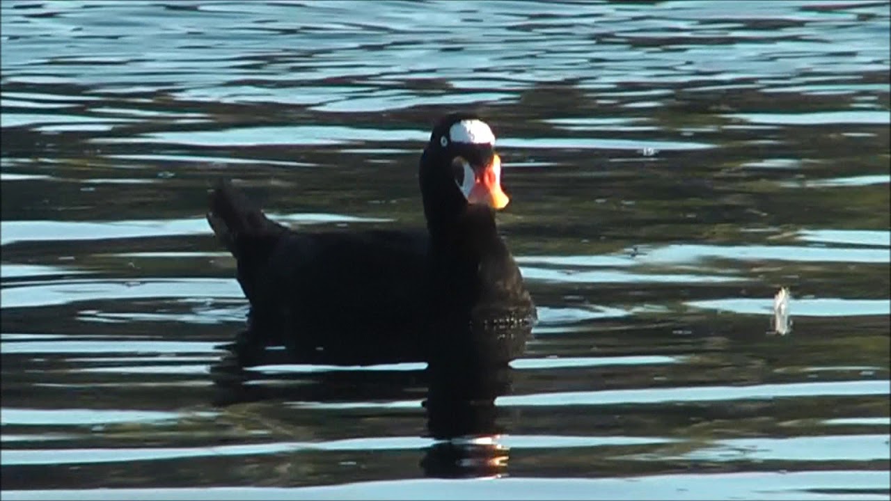 Ketchikan Waterfowl 2017 - YouTube