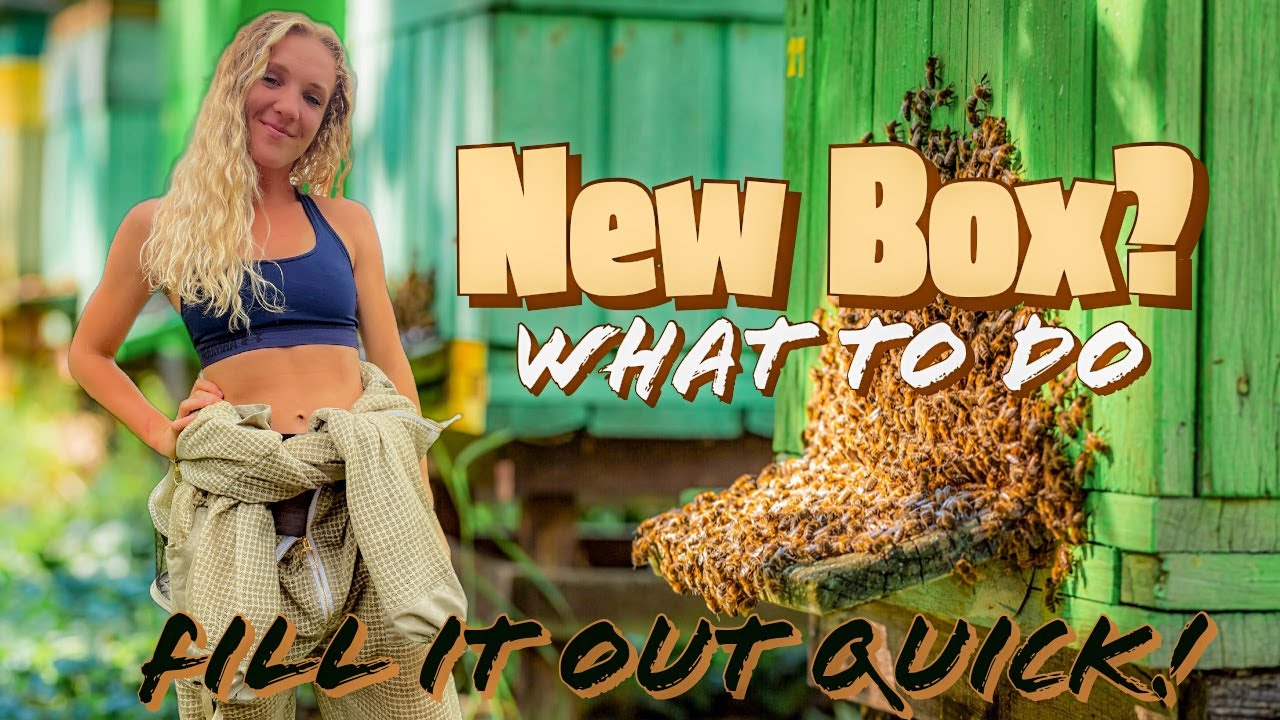 HOW To Draw Out The Box You Just Added FAST! / Beekeeping 101 # ...