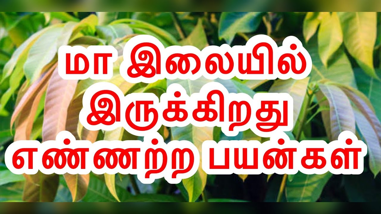 Maavilai payangal | Maa ilai payangal | மா இலையின் பயன்கள் | Benefits ...