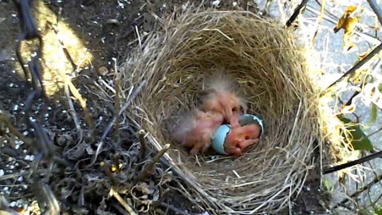 robin baby birds hatching 4-25-2013 time lapse - YouTube