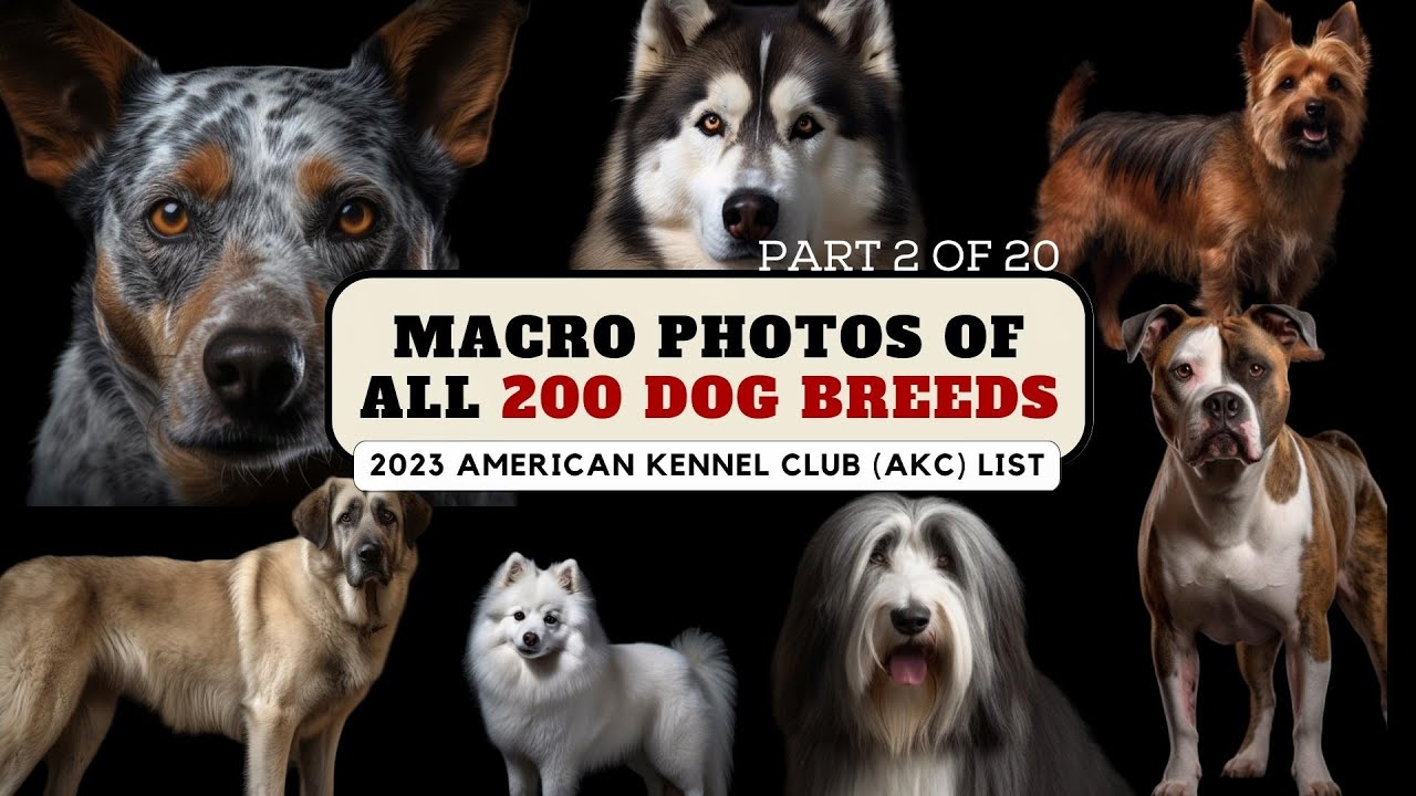 🔥4K Images of 200 Dog Breeds {Part 2}🔥Using AI Generated Art Images by ...
