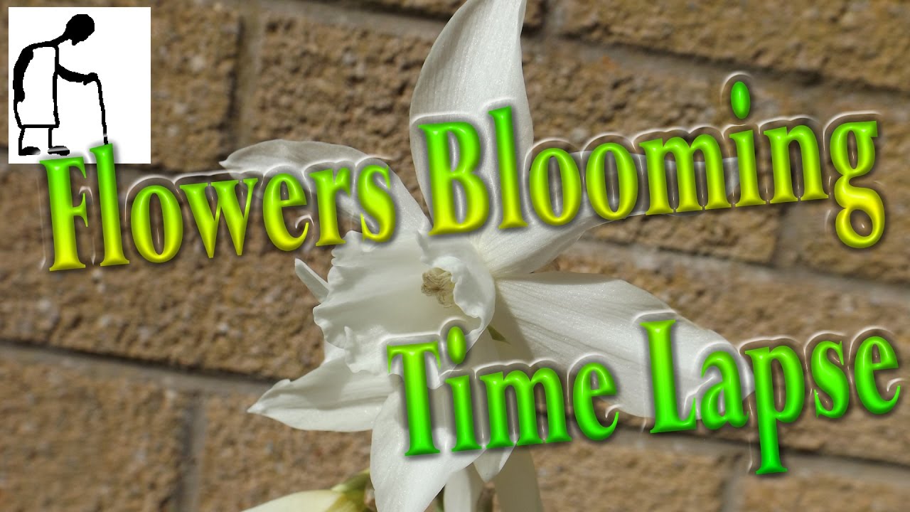 Time Lapse - Flowers blooming - YouTube