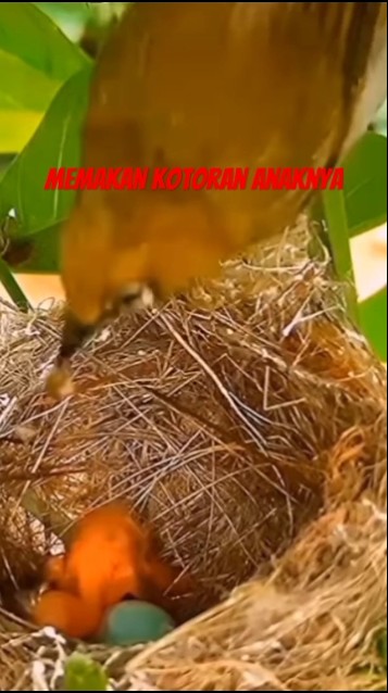 sarang burung pleci Bustomi - YouTube