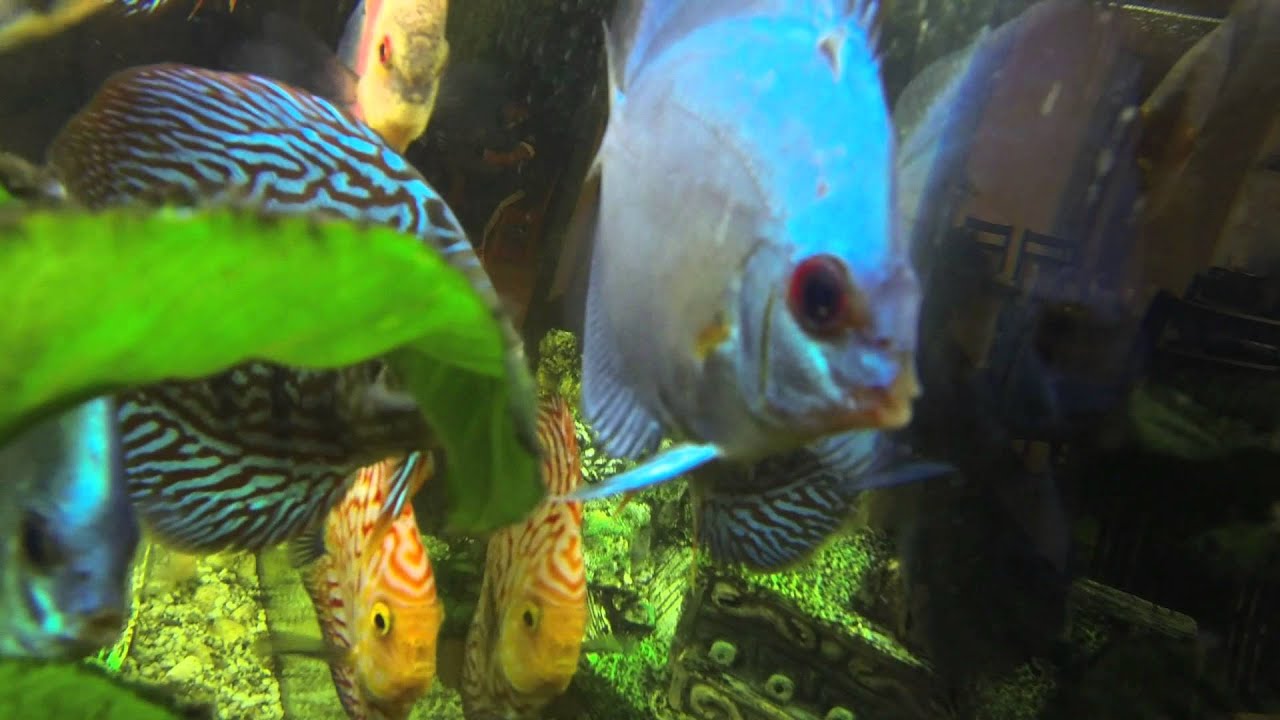 Amazin' Amazon Aquarium 1080 - YouTube