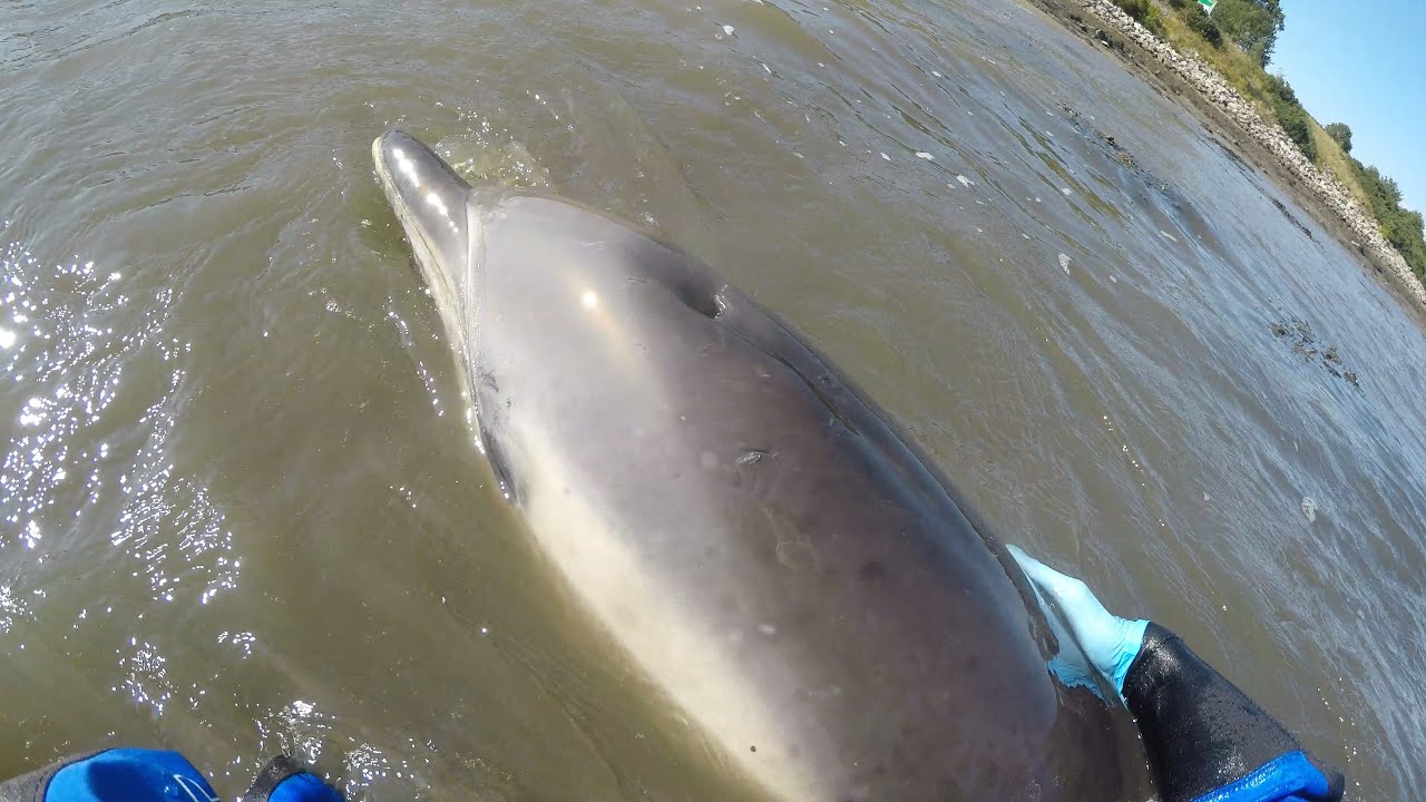 Common Dolphin Stranding | Evanton, Cromarty Firth | 17/08/2025 - YouTube
