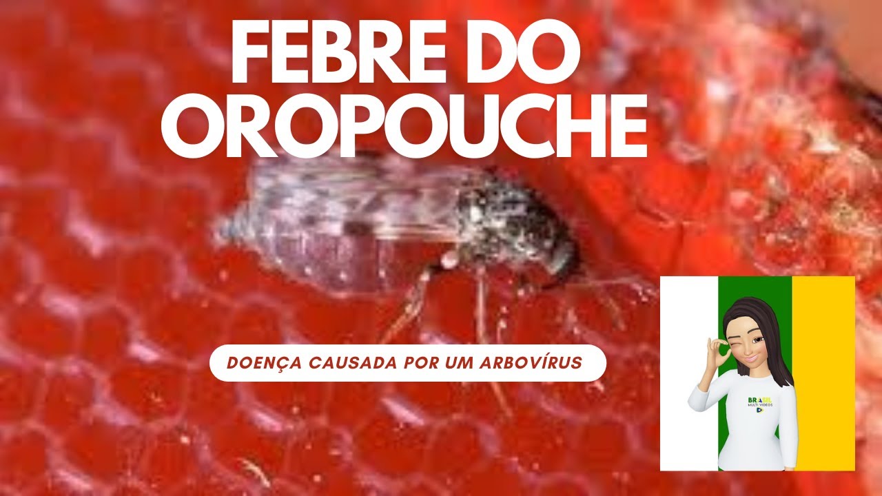 Febre do oropouche: o que é, causas, sintomas - YouTube