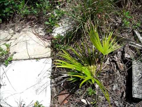 Tahina spectabilis Palm - YouTube