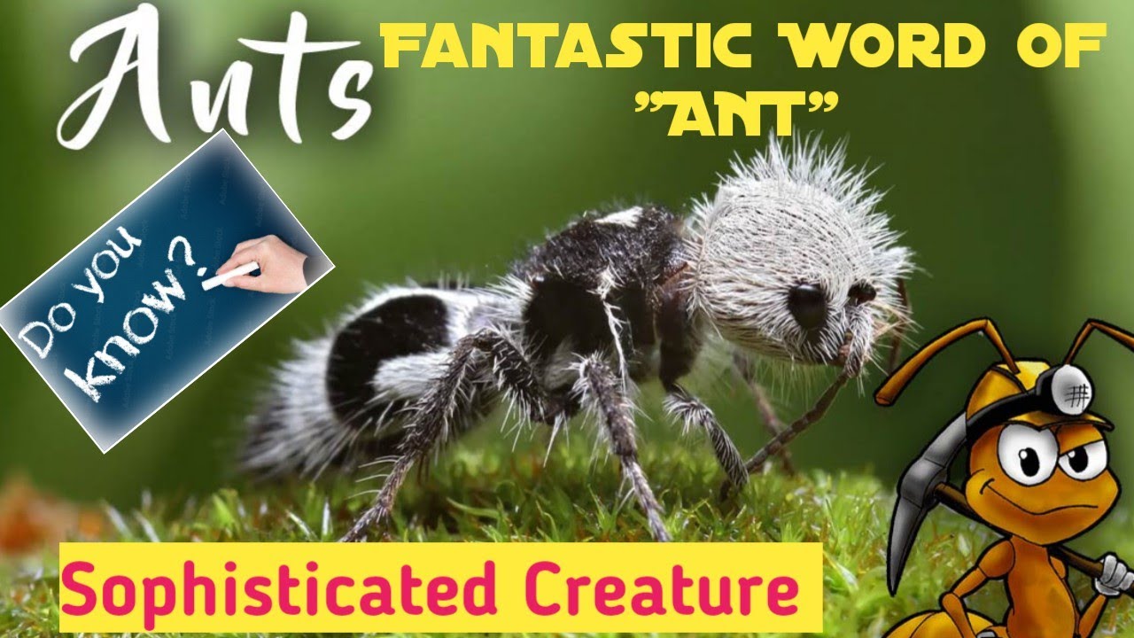 Documentary of Ants" 🐜। Sophisticated Creature। "ANT" Life । Do You ...