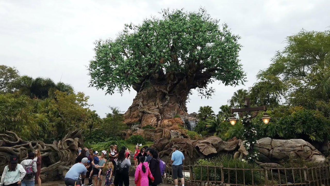 Walt Disney World - Disney's Animal Kingdom - Tree of Life (2019) - YouTube