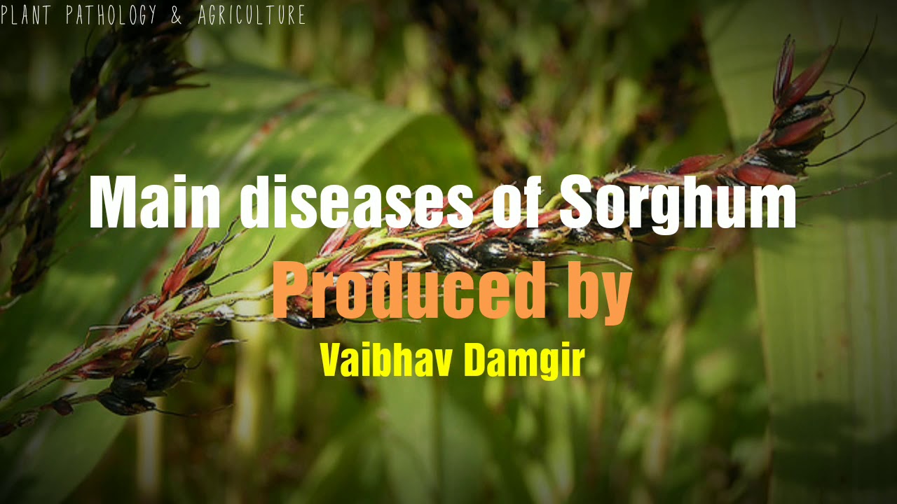 Sorghum Major Diseases - YouTube