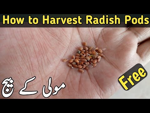 How to Harvest Radish seeds | How to Harvest Mongray seeds in Urdu ...