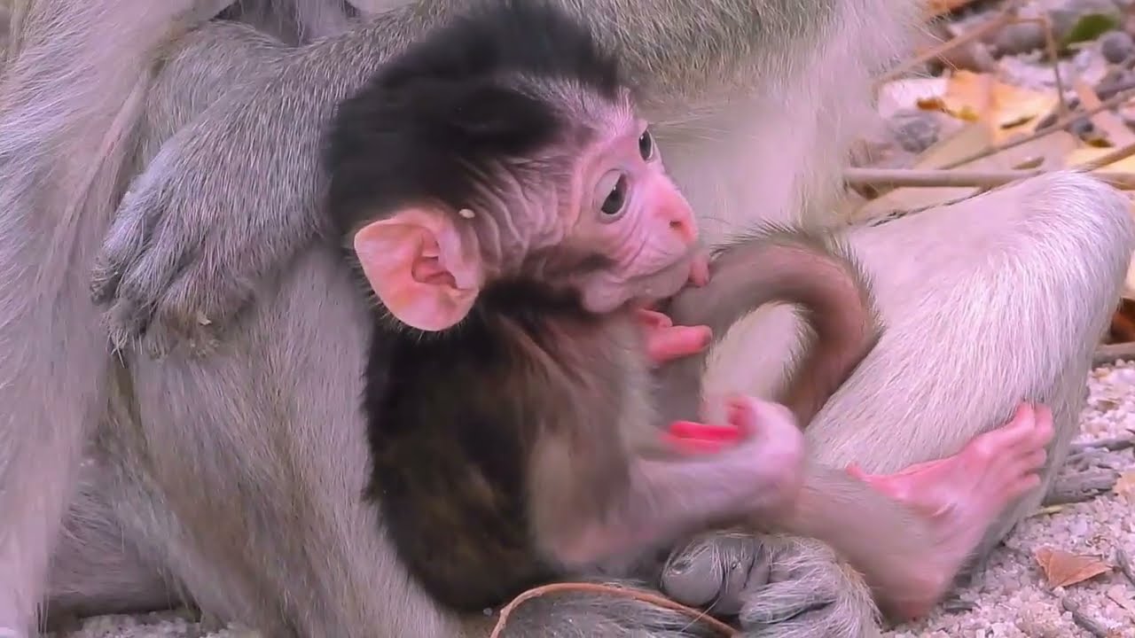 Unbreakable Bond: Baby Monkey & Mom's Breastfeeding Love - YouTube