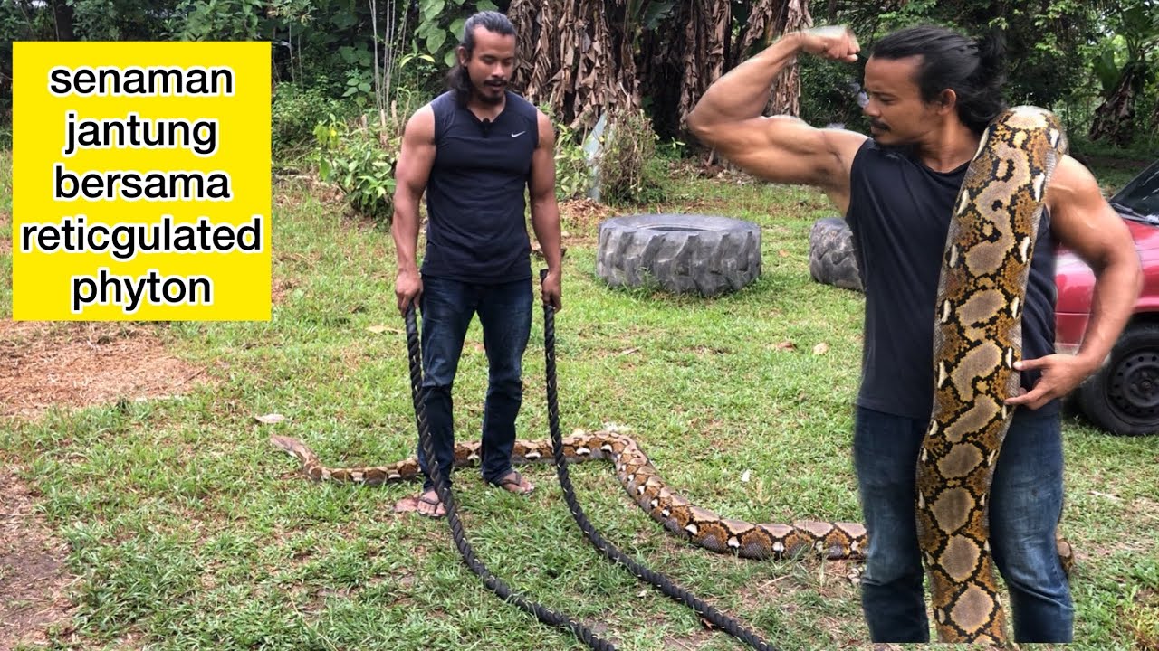 exercise battle rope extrem with ular sawa batik bersize besar...# ...