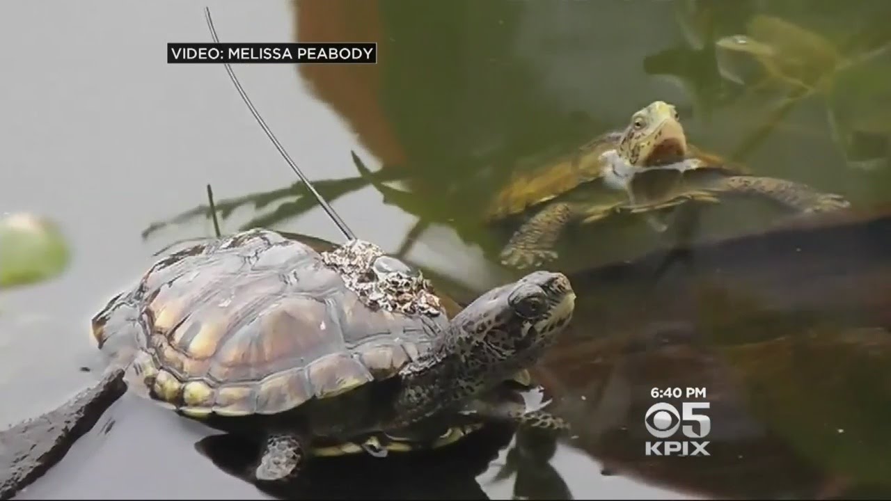 Turtles Thrive At San Francisco's Mountain Lake - YouTube