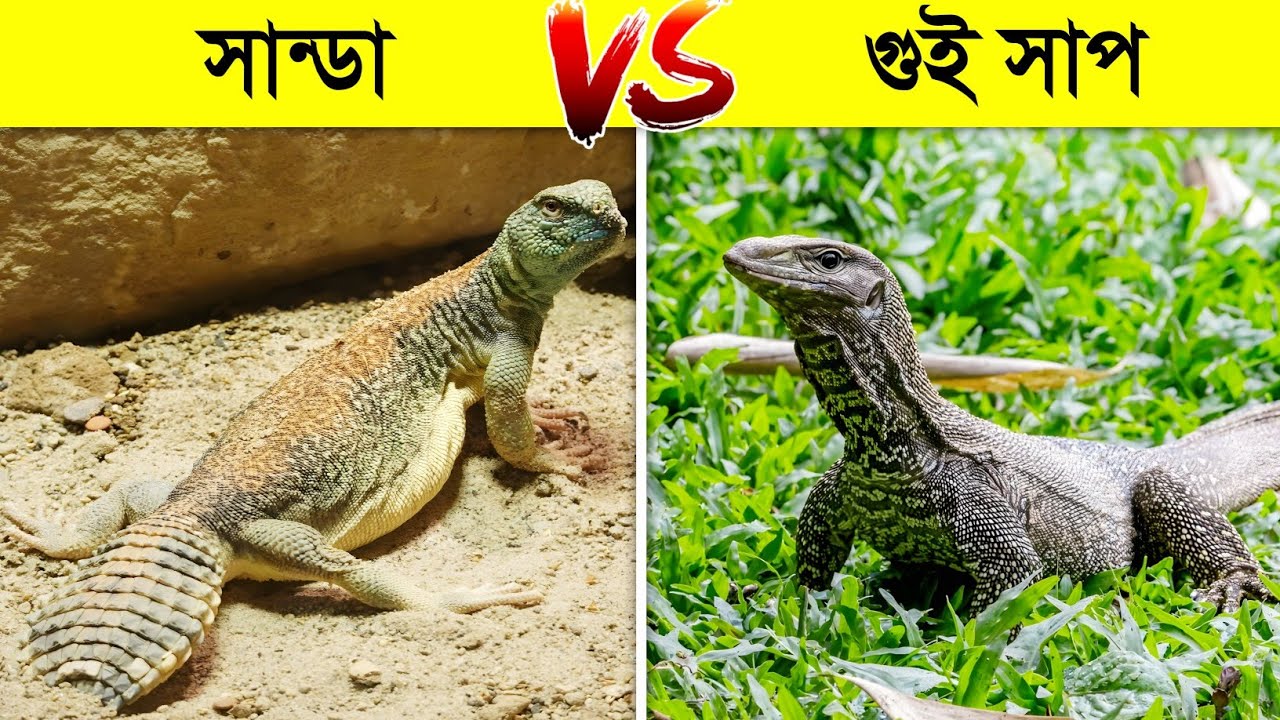 সান্ডা VS গুই সাপ এই দুইটির মধ্যে পার্থক্য কি ? 😱 | Sanda Fact in ...