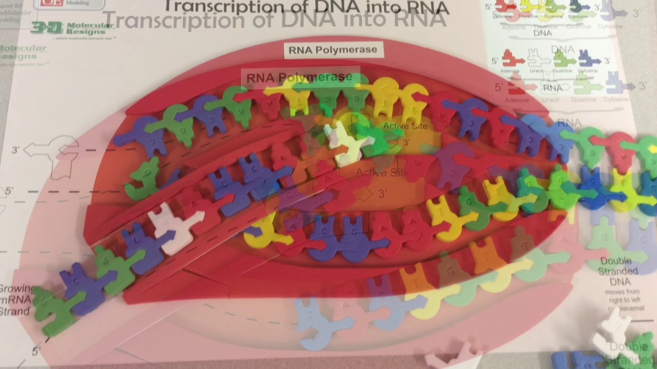 Protein Synthesis Model Project My Xxx Hot Girl
