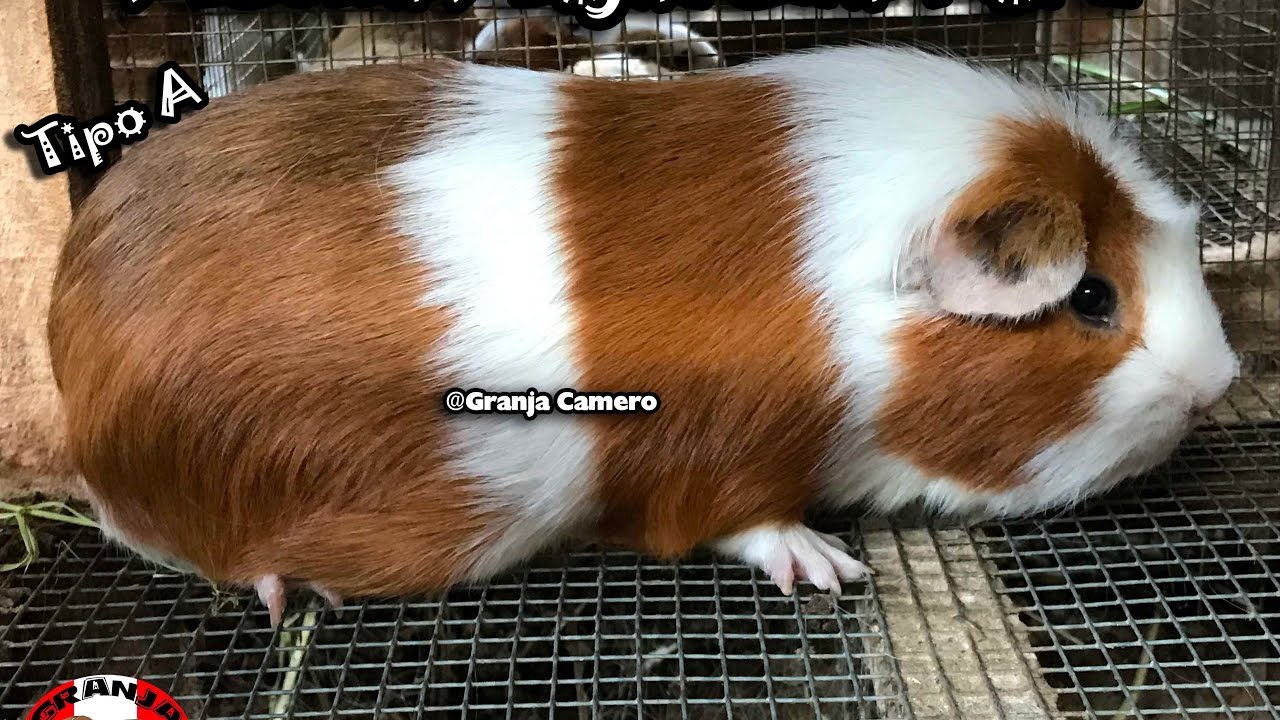 CUY MACHO MEJORADO PERU ROJO FAJADO - YouTube