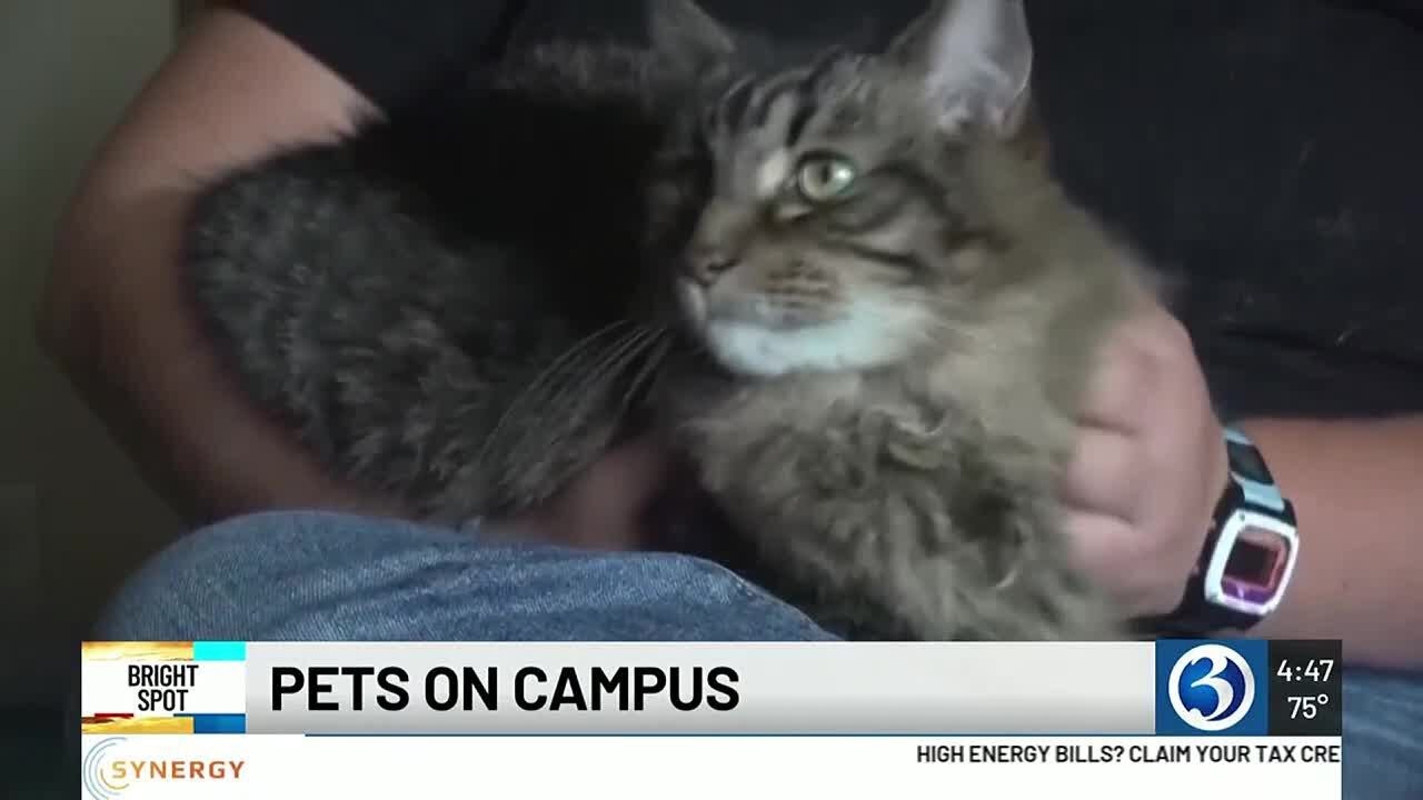 BRIGHT SPOT: More universities are allowing pets on campus - YouTube