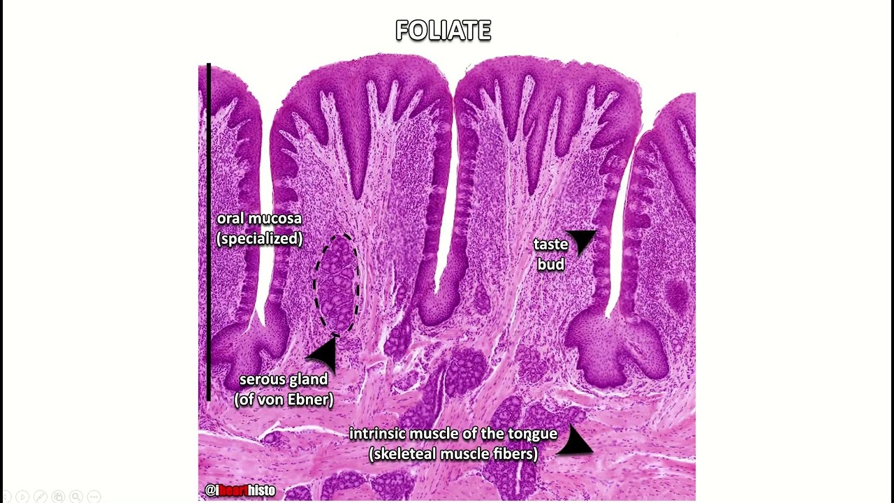 Tongue Histology Taste Buds