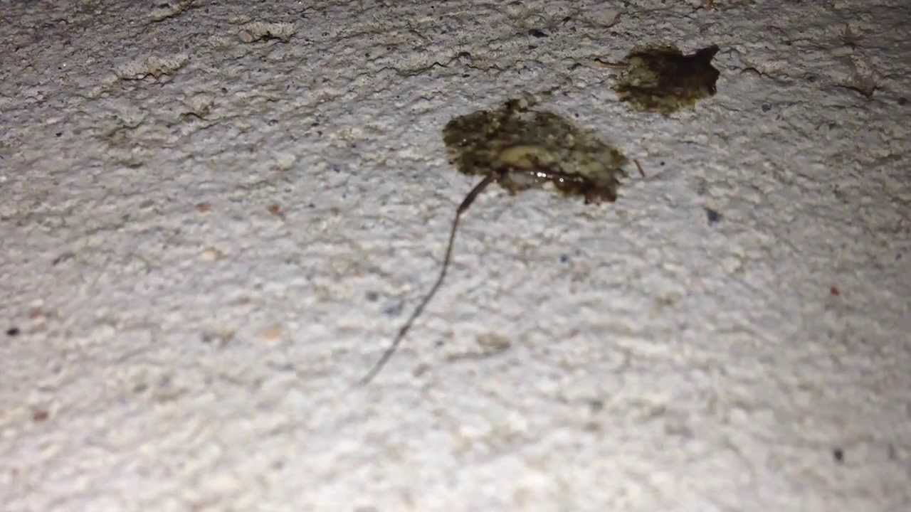 Dead spider separated leg still moving - YouTube