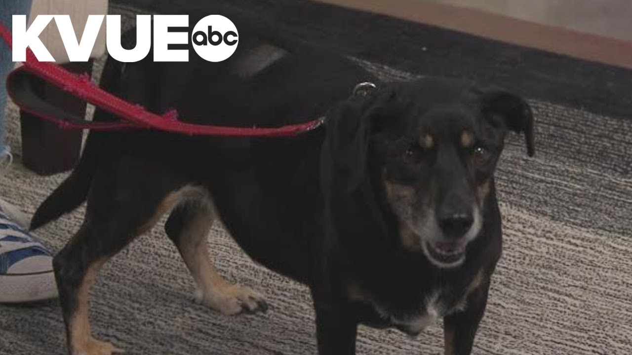 Meet Scooter, a dog available to adopt from the Austin Humane Society ...