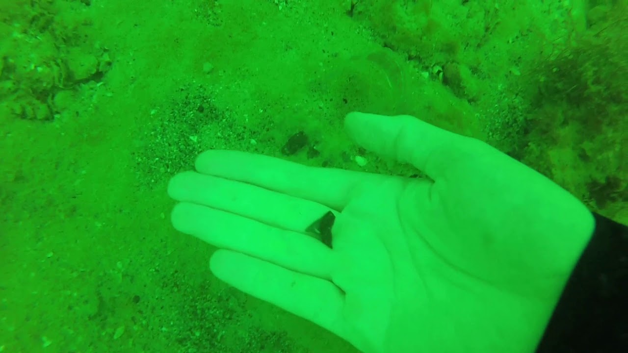 Venice Shark Tooth Dive - YouTube