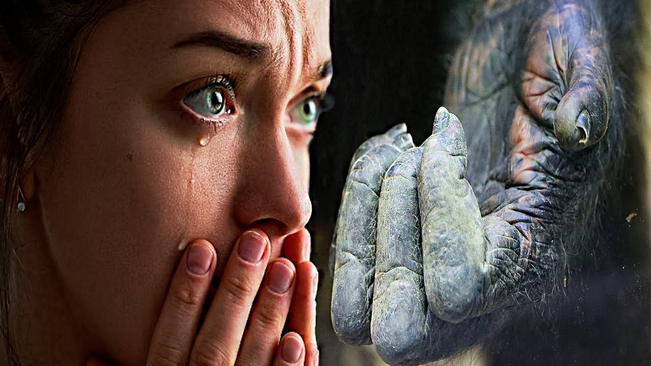 Story Of The Female Chimpanzee Who Was Raised As A Human - YouTube