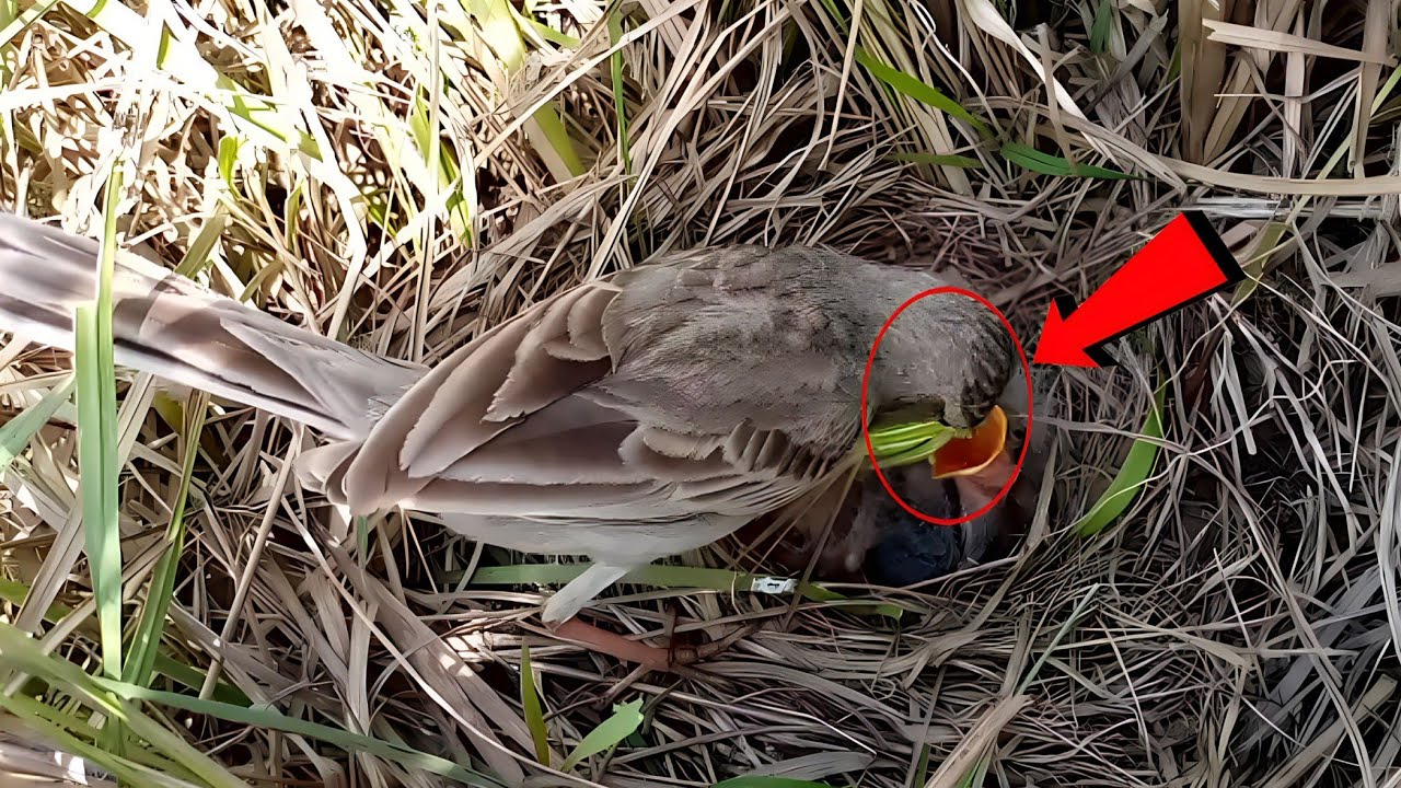 Pipit bird feeding a baby @beautyofnature4988 - YouTube