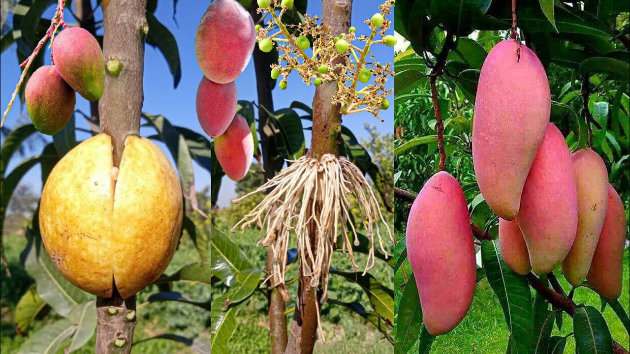 Amazing Technique Grow Mango Tree Using Natural Rooting Guava Hormone ...