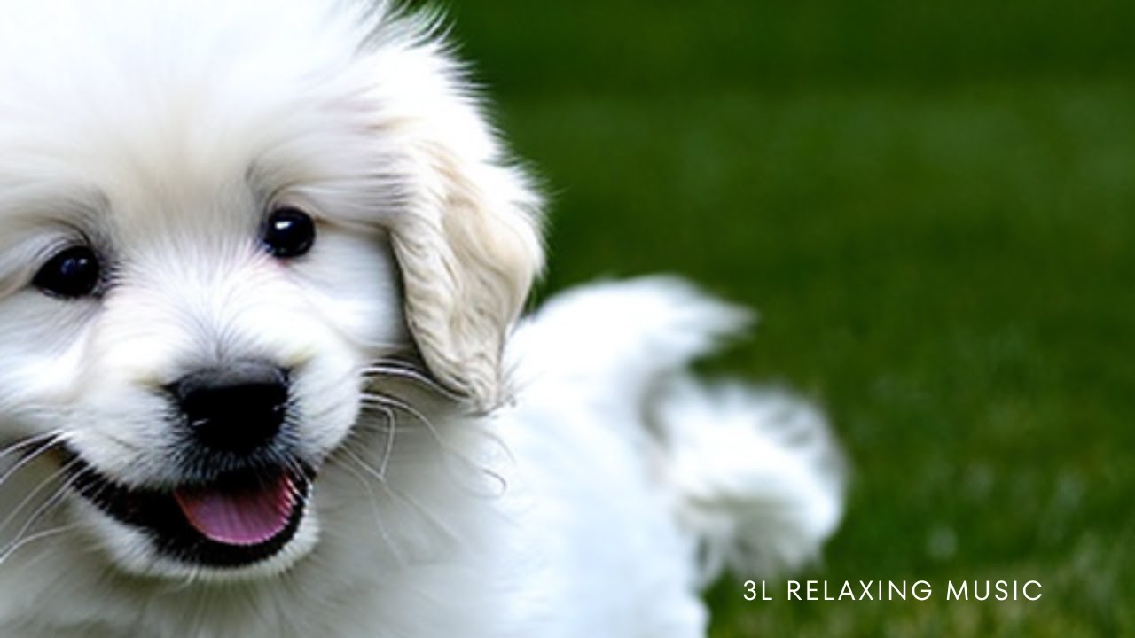 Puppies Doing What Puppies Do; Being Cute and Funny #funny #music # ...