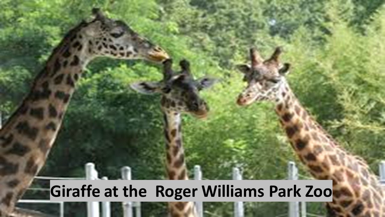 Giraffe at the Roger Williams Park Zoo - YouTube