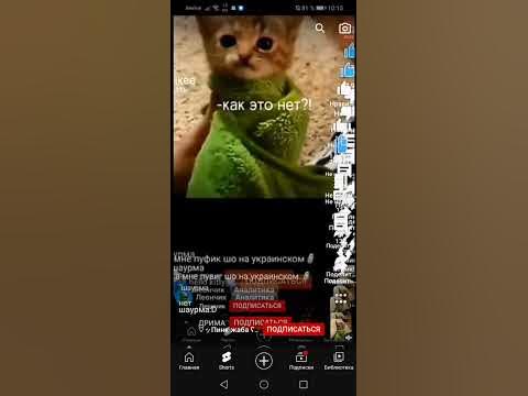 кот шаурма - YouTube