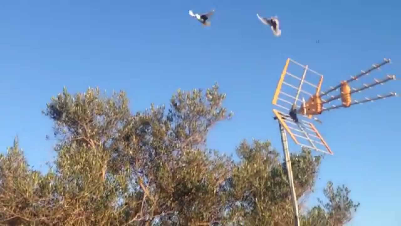 Περιστερια Βουτες Κερκυρα 18-12-2014 - YouTube