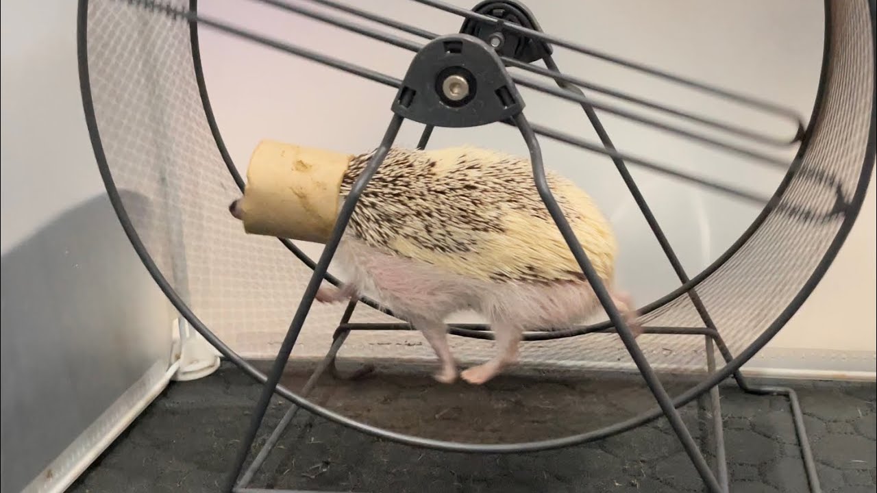Hedgehog running on wheel - YouTube