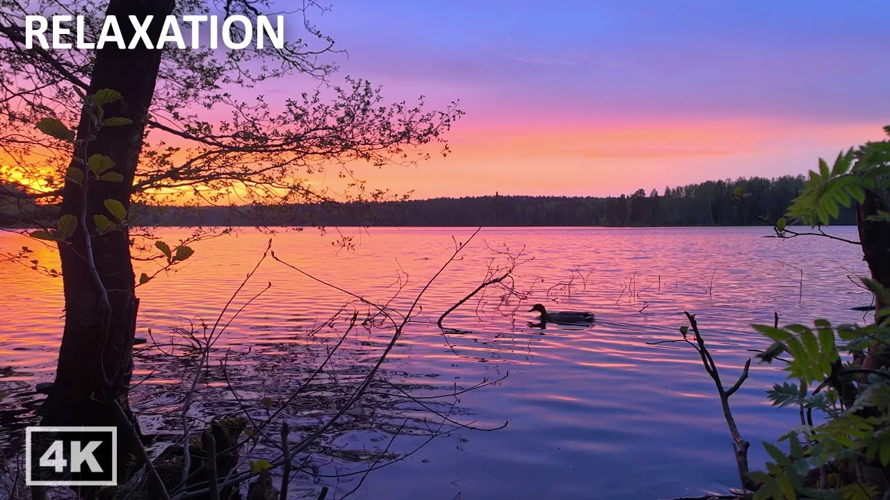 Find the Duck at Lakeside Sunset – Relaxing Video | 4K 60 HDR fps - YouTube