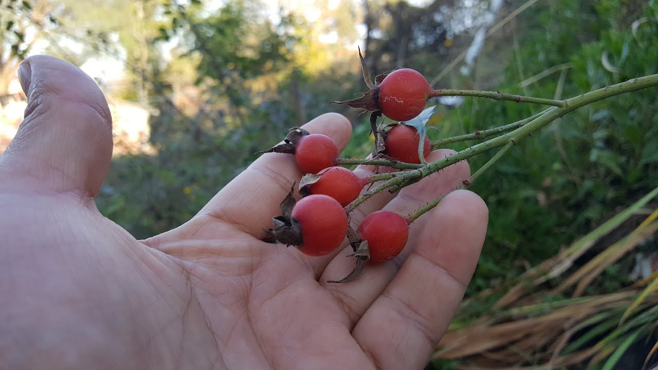 Cómo sacar semillas a los rosales / Cómo obtener semillas de rosas ...