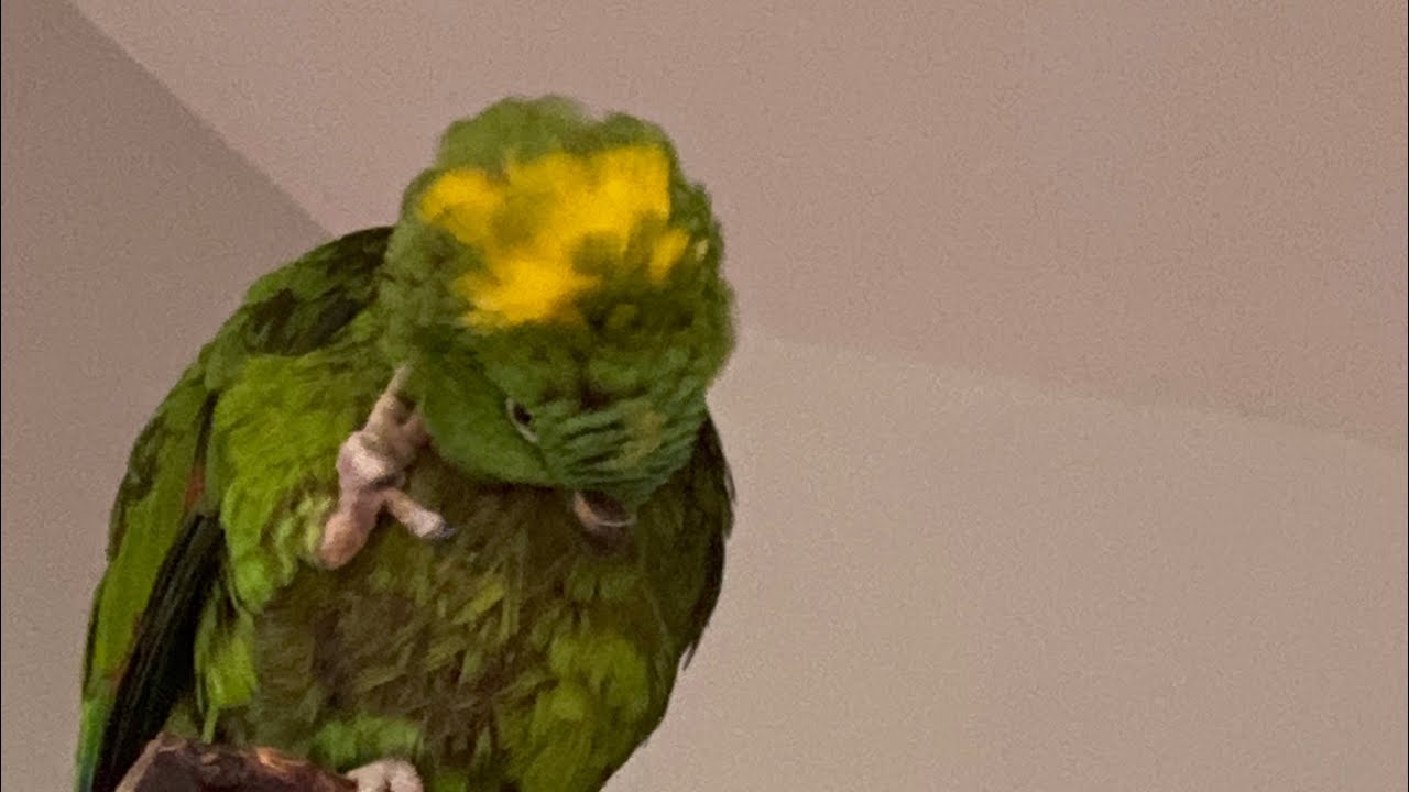 Barney the bird edit! - YouTube