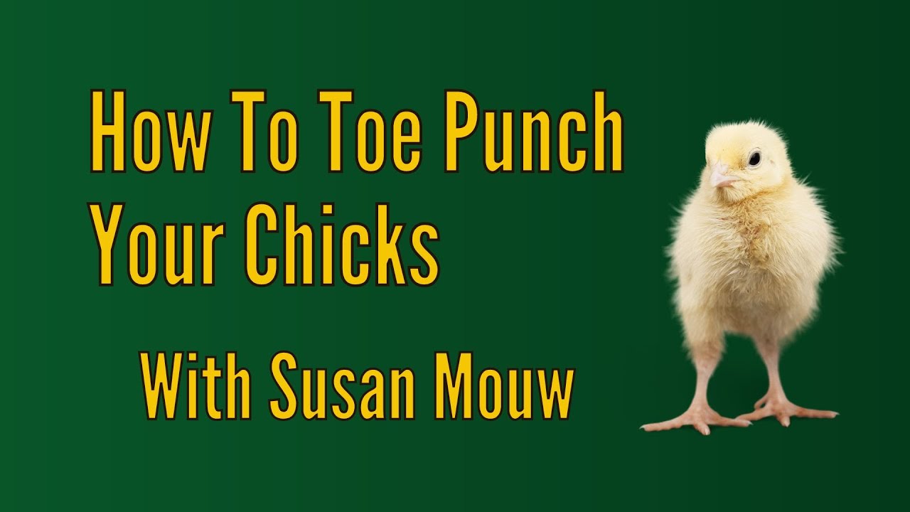 Toe Punching Chicks - YouTube