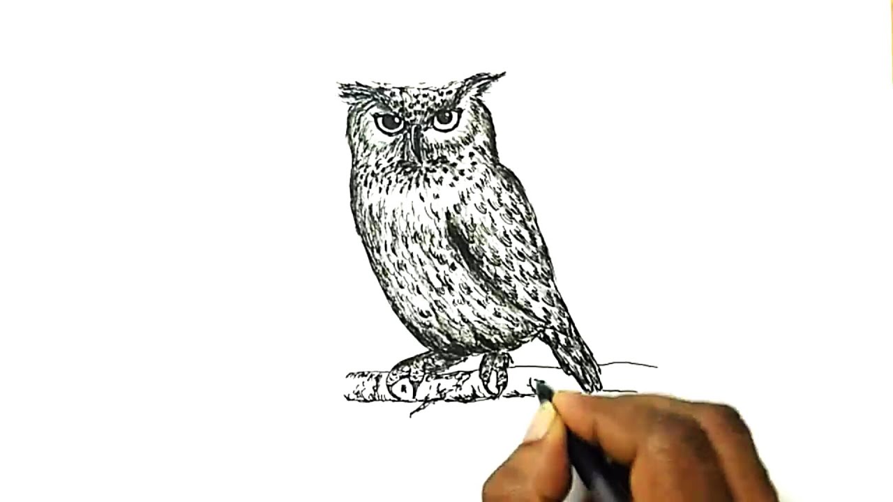 How to Draw an Owl 🦉 - YouTube