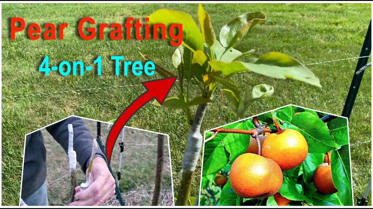 Grafting four different varieties on one Pear tree - YouTube