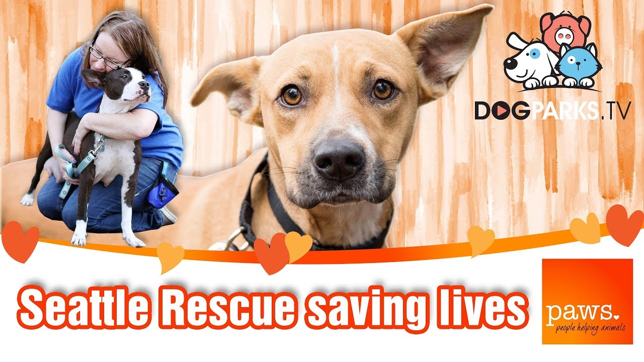 PAWS Seattle People Helping Animals - YouTube